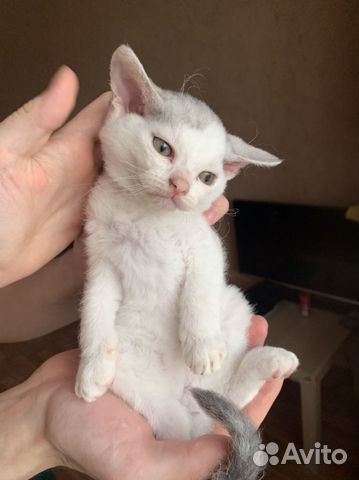 Котенок