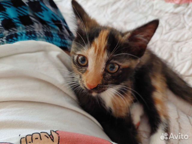 Котенок Обнимашка