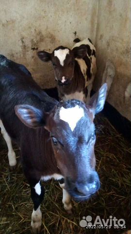 Телята телочки