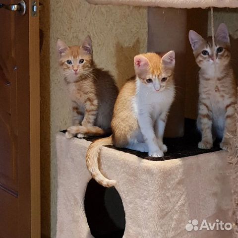 Солнечные детки ищут семью