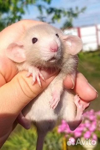 Крысята фавн дамбо