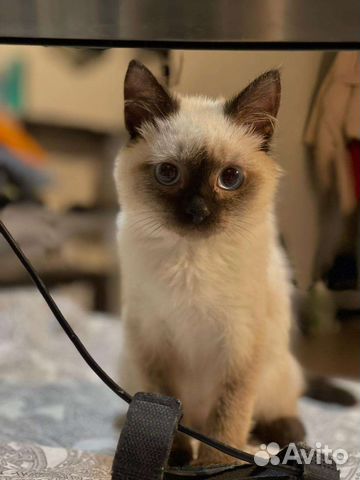 Котенок Гав