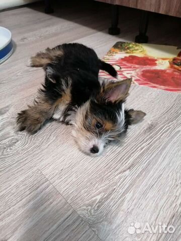 Йоркширский терьер щенок