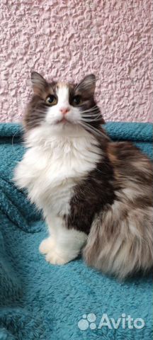 Роскошная киса в добрые руки