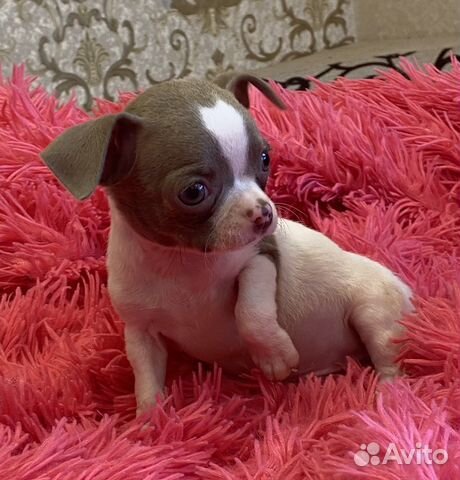 Необыкновенный мальчик чихуахуа