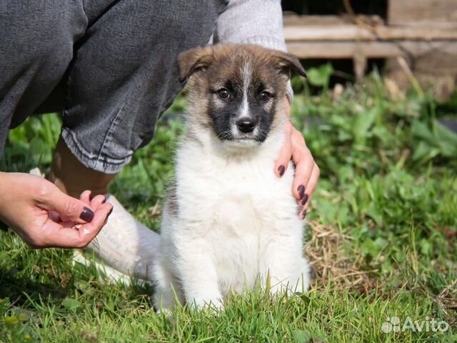 Щенок мальчик в добрые руки