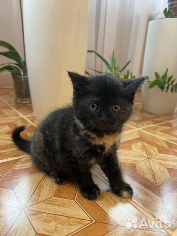Котенок шотландская черепаховая 2,5мес Ириска
