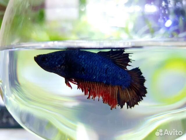 Петушок самка