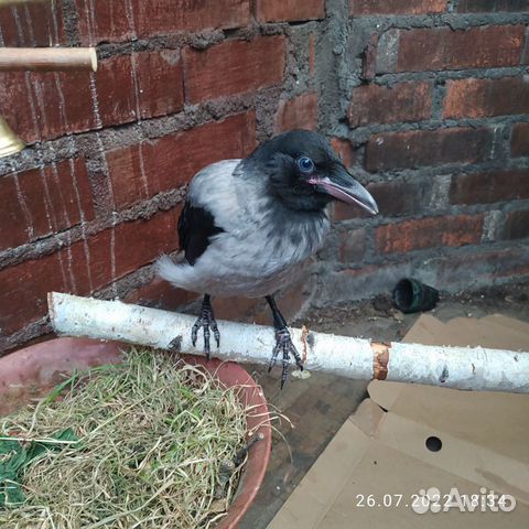 Отдам вороненка