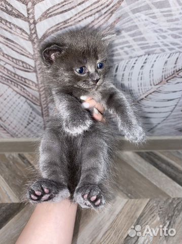 Котята (мальчики) бесплатно