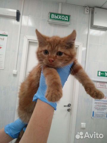 Очаровательный котенок. Мальчик 3 месяца