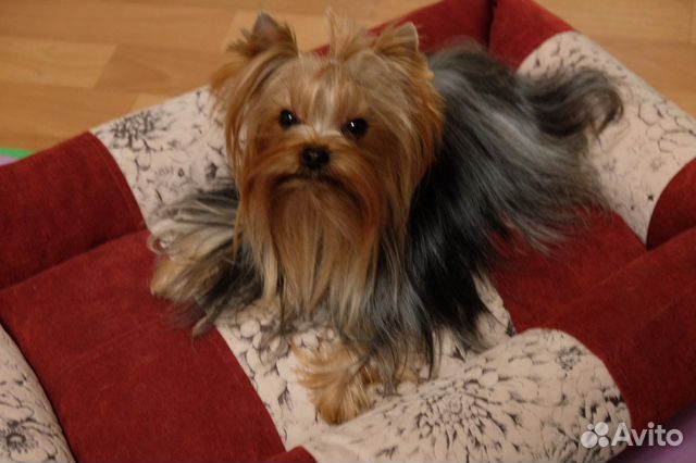 Йоркширский терьер - мини мальчик