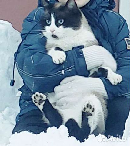 Кот Сноу шу