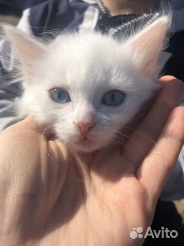 Турецкая ангора