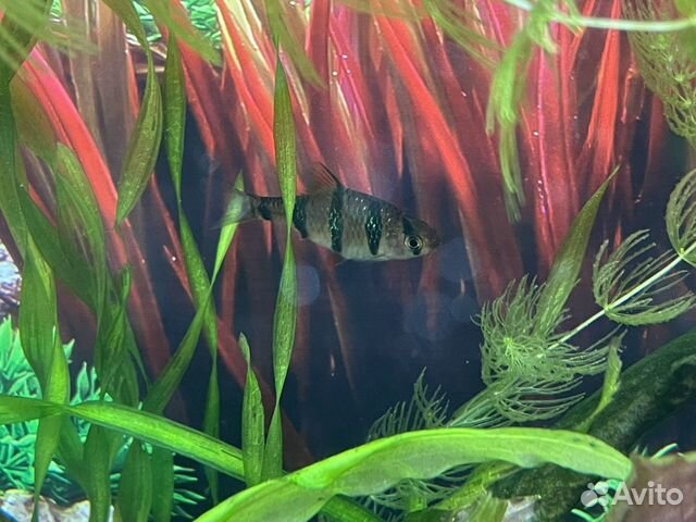 Аквариумные рыбки