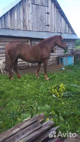 Продаётся лошадь