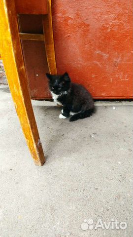 Котёнок-сиротка в добрые руки