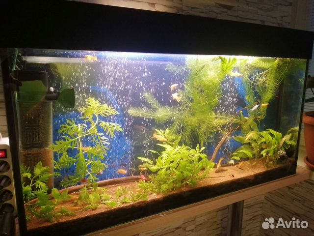 Аквариум
