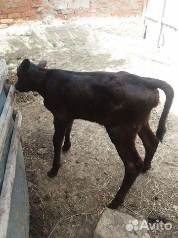 Телочка 3 дня