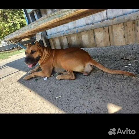 Стаффордширский терьер