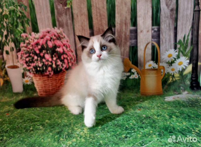 Котенок-кошечка Ragdoll в разведение