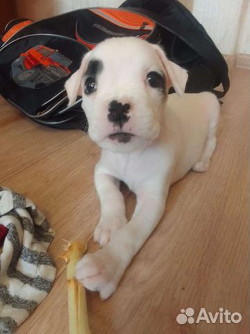 Немецкий боксёр щенки щенок