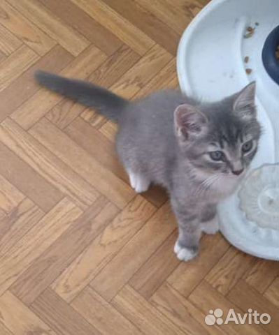 Котенок девочка 1.5 месяца