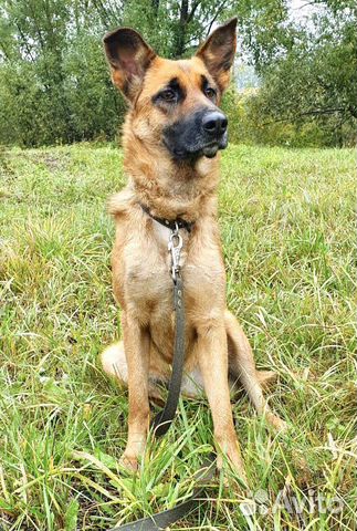 Овчарка малинуа метис. Стерилизована. Привита