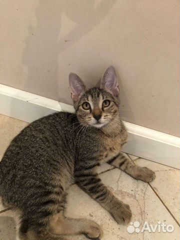 Котенок