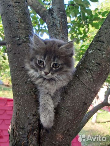 Норвежская лесная кошка