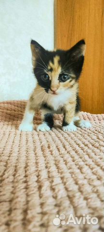 Котята девочки трёхцветки в добрые руки