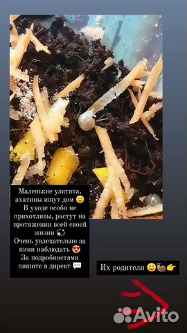 Улитки ахатины бесплатно