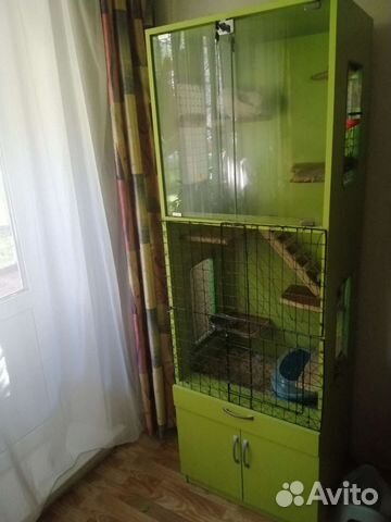 Продам шиншилу с витриной