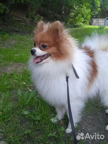 Немецкий шпиц