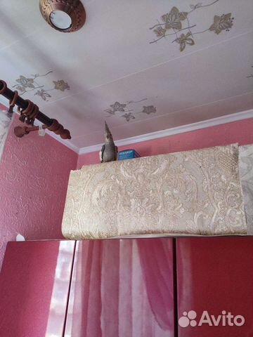 Продажа птенца Корела