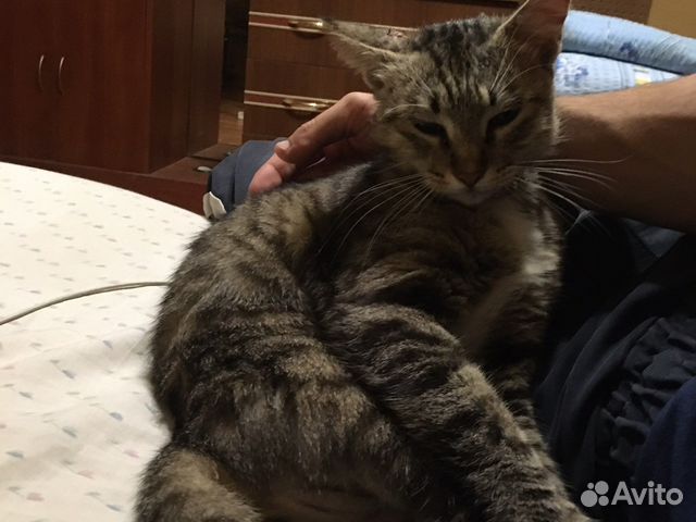 Кошка ищет дом