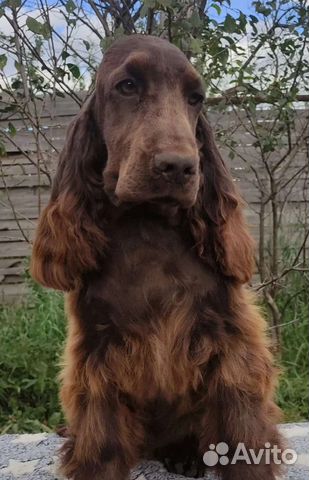 Английский кокер спаниель щенки