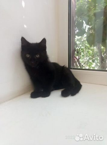 Котенок