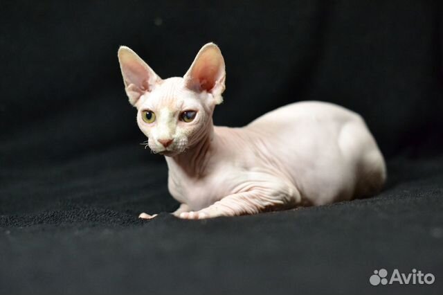 Мальчишка канадик