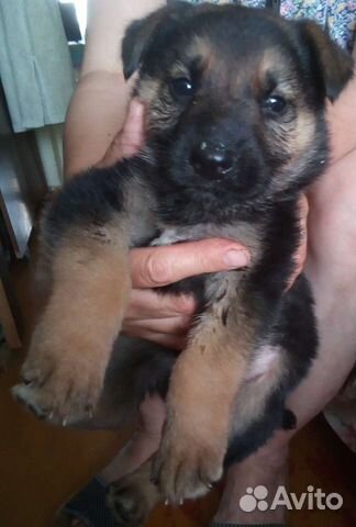 Немецкая овчарка