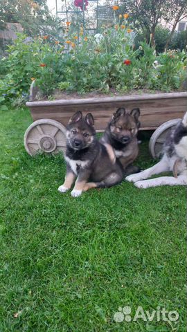 Маленькая собака в добрые руки