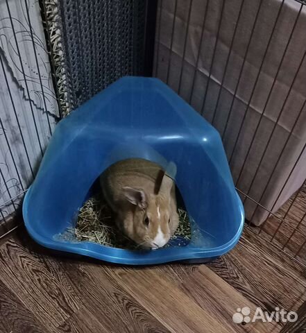 Кролик домашний