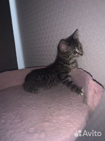 Котенок полосаточка