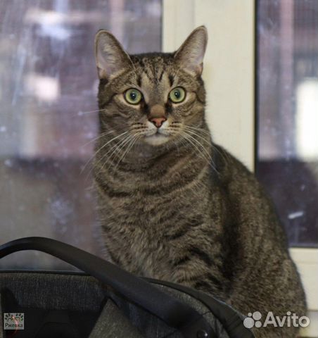 Кот