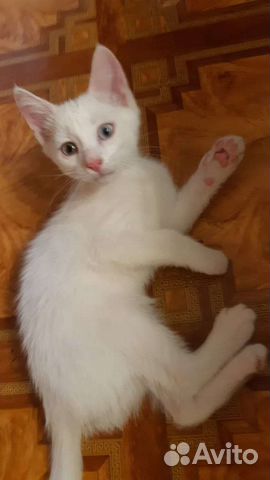 Глухой котик в дар, 2 месяца