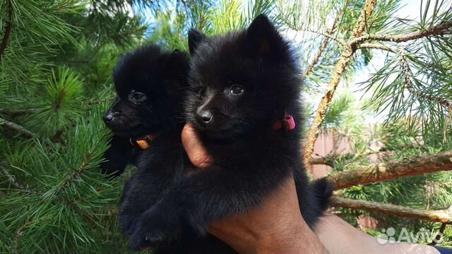 Красивые щенки шипперке (схипперке)