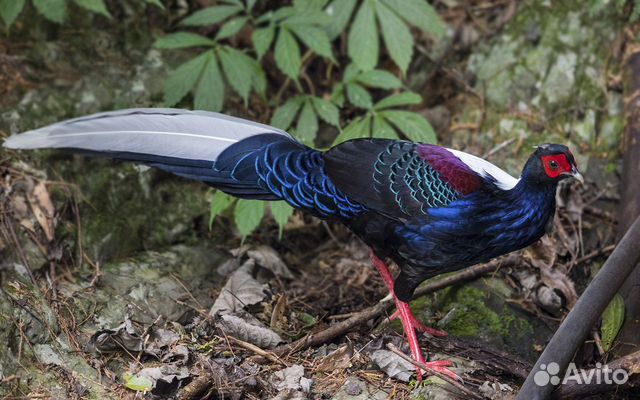 Фазаны свайно