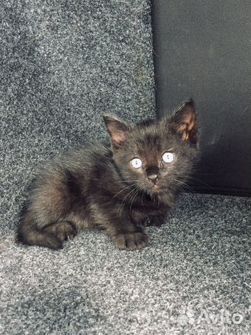 Котенок