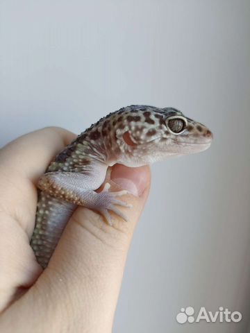 Иранский эублефар