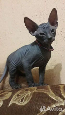 Донской сфинкс котёнок